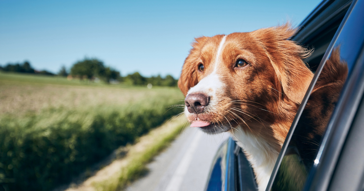 Keeping Your Pet Safe in Your Car