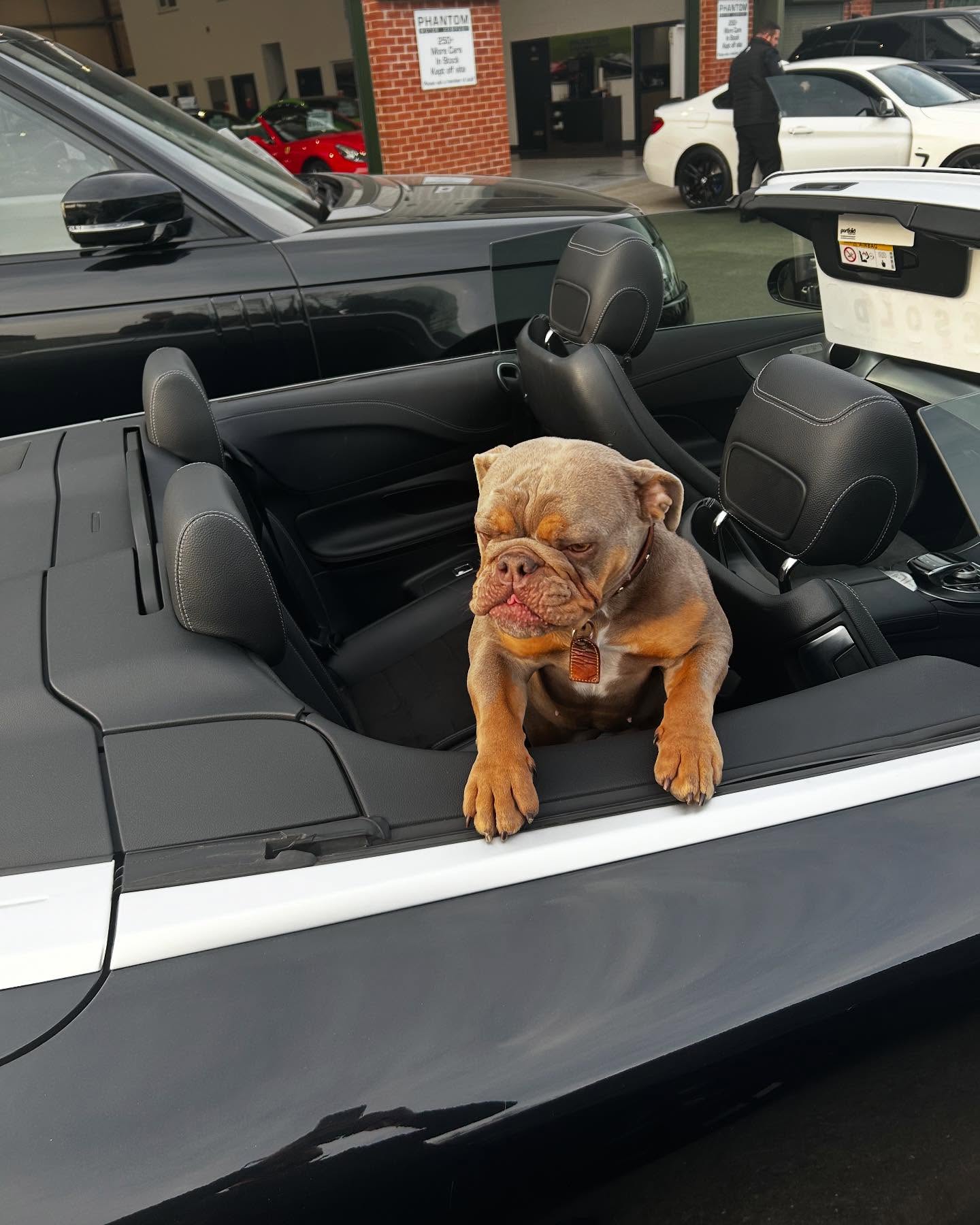 Maggie had a 5 star experience | Phantom Motor Company